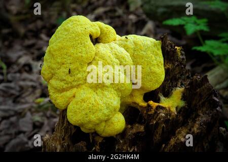 Scrambled-egg Slime is a common slime mold in cool moist forest often ...