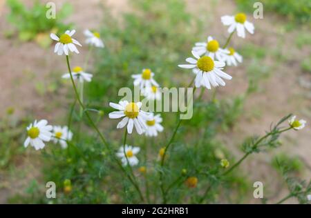 Chamomile. Matricaria chamomilla Stock Photo - Alamy