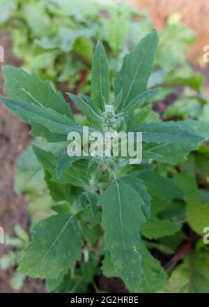 Weed - Chenopodium album white goosefoot plants successfully controlled ...