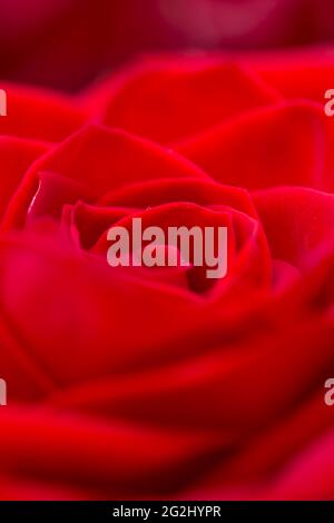 close-up roses texture natural background in red tones Stock Photo - Alamy