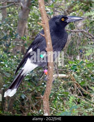 Lord Howe Island Currawong (Strepera graculina crissalis) an endangered ...