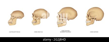 Brains: human skull evolution Stock Photo - Alamy