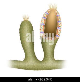 Cross Section Of A Multicellular Organism With Cell Division Cycle ...