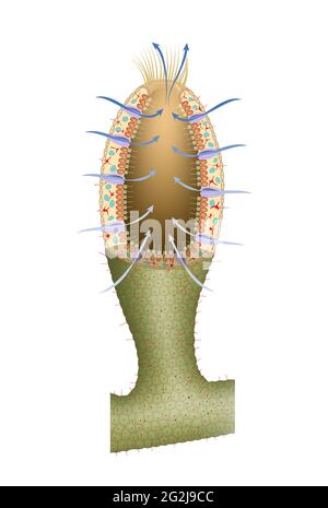 Illustration of the anatomy of a sponge (phylum Porifera), showing the ...