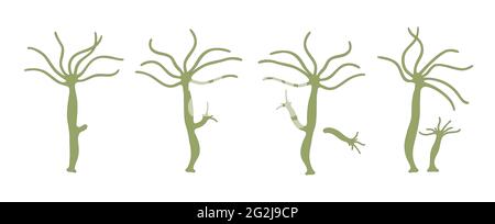 Sexual and asexual reproduction, illustration Stock Photo - Alamy