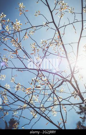 small bush in white flowering bloom in springtime (park 1 Stock Photo ...