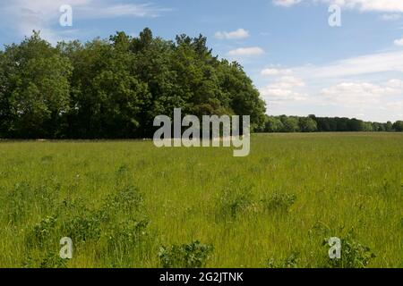 Bletchingdon Park estate, Oxfordshire, England, UK Stock Photo - Alamy