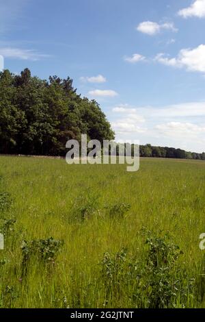 Bletchingdon Park estate, Oxfordshire, England, UK Stock Photo - Alamy