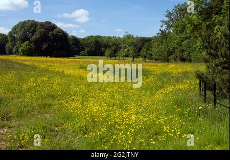 Bletchingdon Park estate, Oxfordshire, England, UK Stock Photo - Alamy