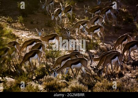 Herd of Springbok grazing in backlit in Kgalagari transfrontier park ...