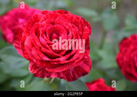 Red marble rose-spray with a marble coloring of dark red strokes (angle ...