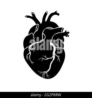 Human heart. Anatomical realistic heart, line art, vector illustration ...