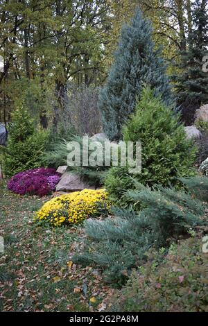 lanscape design. beautiful garden of blue spruce, bright yellow ...