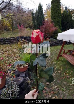 Beautiful colorful rose in hand Stock Photo - Alamy
