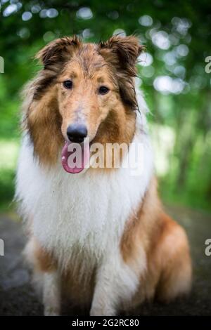 American Collie Portrait Stock Photo - Alamy