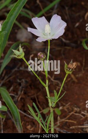 Light Poppymallow, Callirhoe alcaeoides Stock Photo - Alamy