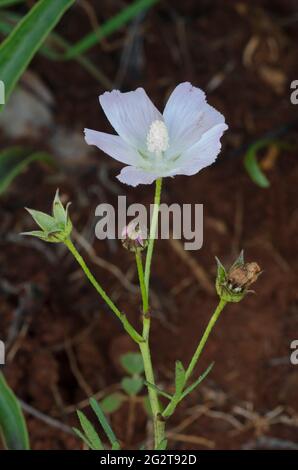 Light Poppymallow, Callirhoe alcaeoides Stock Photo - Alamy