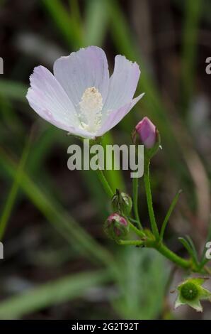 light poppymallow (Callirhoe alcaeoides Stock Photo - Alamy