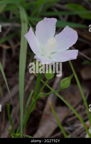 Light Poppymallow, Callirhoe alcaeoides Stock Photo - Alamy