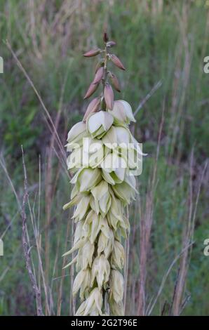 Arkansas Yucca (Yucca arkansana Stock Photo - Alamy
