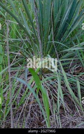 Arkansas Yucca, Yucca arkansana, base of plant Stock Photo - Alamy