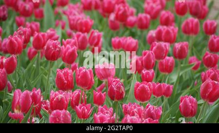 Fully bloomed tulips in Garvin Woodland Gardens, Hot Springs, AR, USA ...