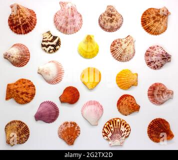 top view sea shells frame and starfish round empty blue board Stock ...