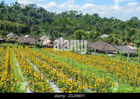 Marigold fields, between Kintamani and Bedugal, Bali, Indonesia. The ...