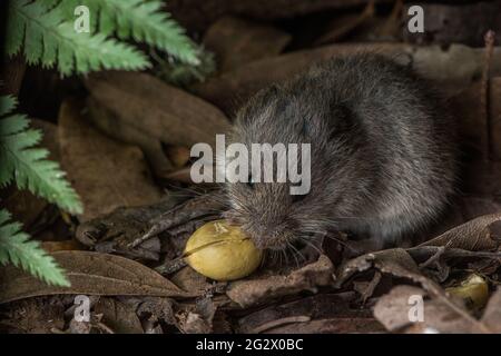 An adorable furry rodent, the California vole (microtus californicus ...