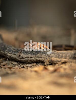 Indian Python (Python molurus), Keoladeo Ghana national park, Rajasthan ...