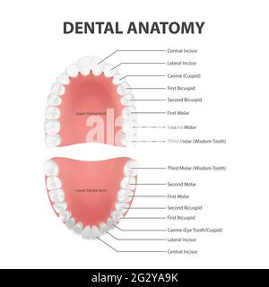Vector 3d Realistic Teeth, Upper and Lower Adult Jaw, Top View. Anatomy ...