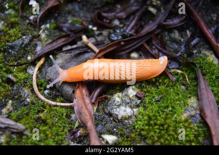 Orange slug crawling on the ground in the summer woods Stock Photo - Alamy