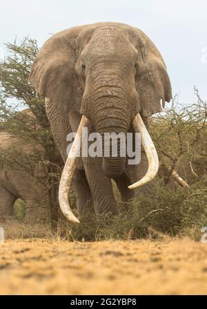 Big Tusker, Tim, Elephant, Amboseli, Kenya Stock Photo - Alamy