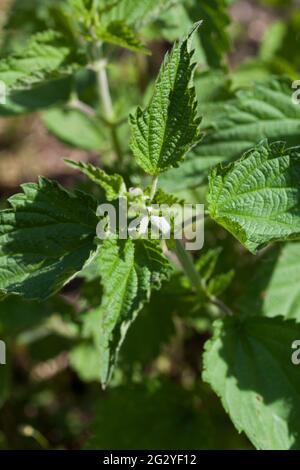 Stinging nettle (Urtica dioica) perennial weed plant growing in grass ...