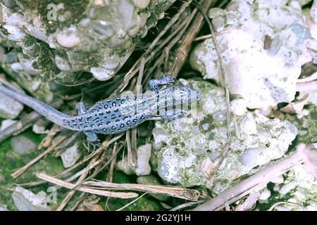 Colorful lizard surreal color on a courtyard. Reptile lizards on ...