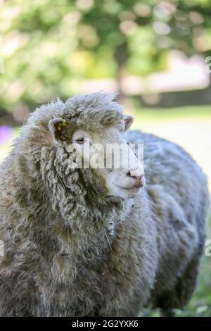 One Poll Dorset sheep grazing on Haye's Down hill in English ...
