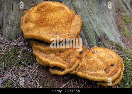 Phaeolus schweinitzii also known as velvet-top fungus shown here as an ...