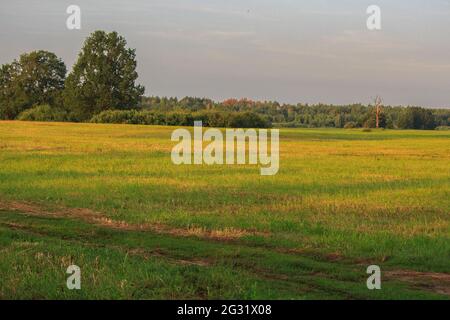 Floodplain meadow on a summer morning Stock Photo - Alamy