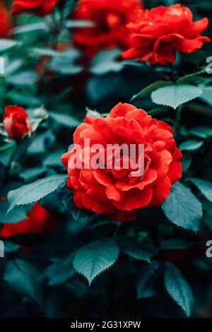 Dark Color Vintage Floral Pattern Wallpaper Stock Photo - Alamy