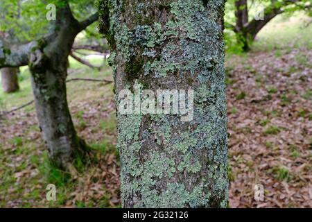 Western Sycamore tree (Platanus racemosa) seen from below, California ...