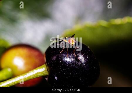 A specimen of Rhagoletis Completa Stock Photo - Alamy