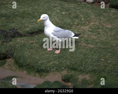 Common Gull on New Brighton Beach foraging the rock pools for food ...