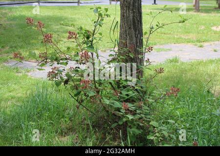 tangle of brambles Stock Photo - Alamy