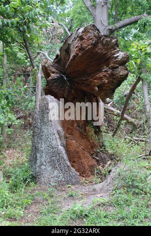Old rotten tree splintered base from being blown over in the wind bark ...