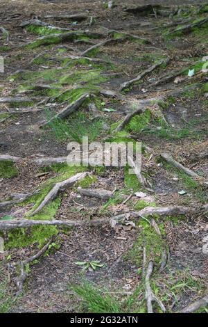 A very old twisted tree with many roots Stock Photo - Alamy