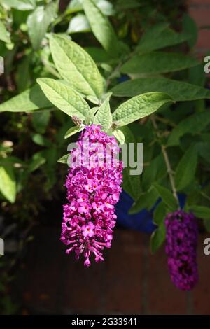 Buddleia Flower (Buddleja) in a Pot in back Garden Cotswolds ...