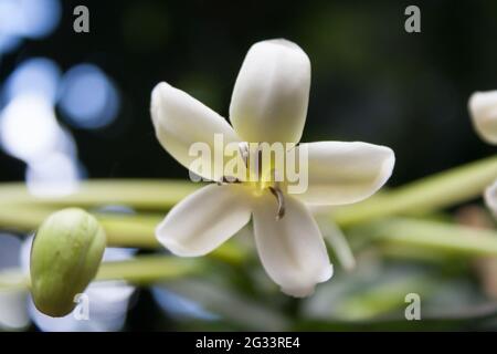 Selective focus of the beautifully blossomed white Papaya flower Stock ...
