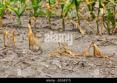 Corn plants wilting and dead in cornfield. Herbicide damage, drought ...
