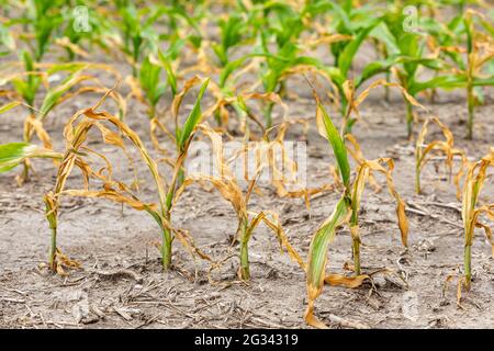 Corn plants wilting and dead in cornfield. Herbicide damage, drought ...