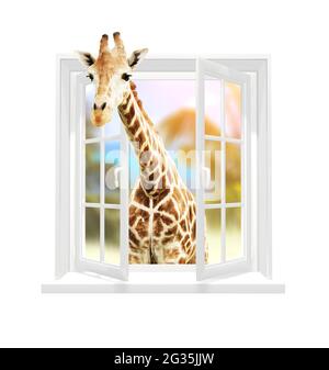 Giraffe looking through a window. Cute curious giraffe stare at the ...